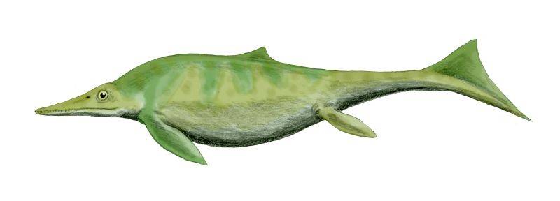 Los animales en la prehistoria: Animales prehistóricos con la letra C