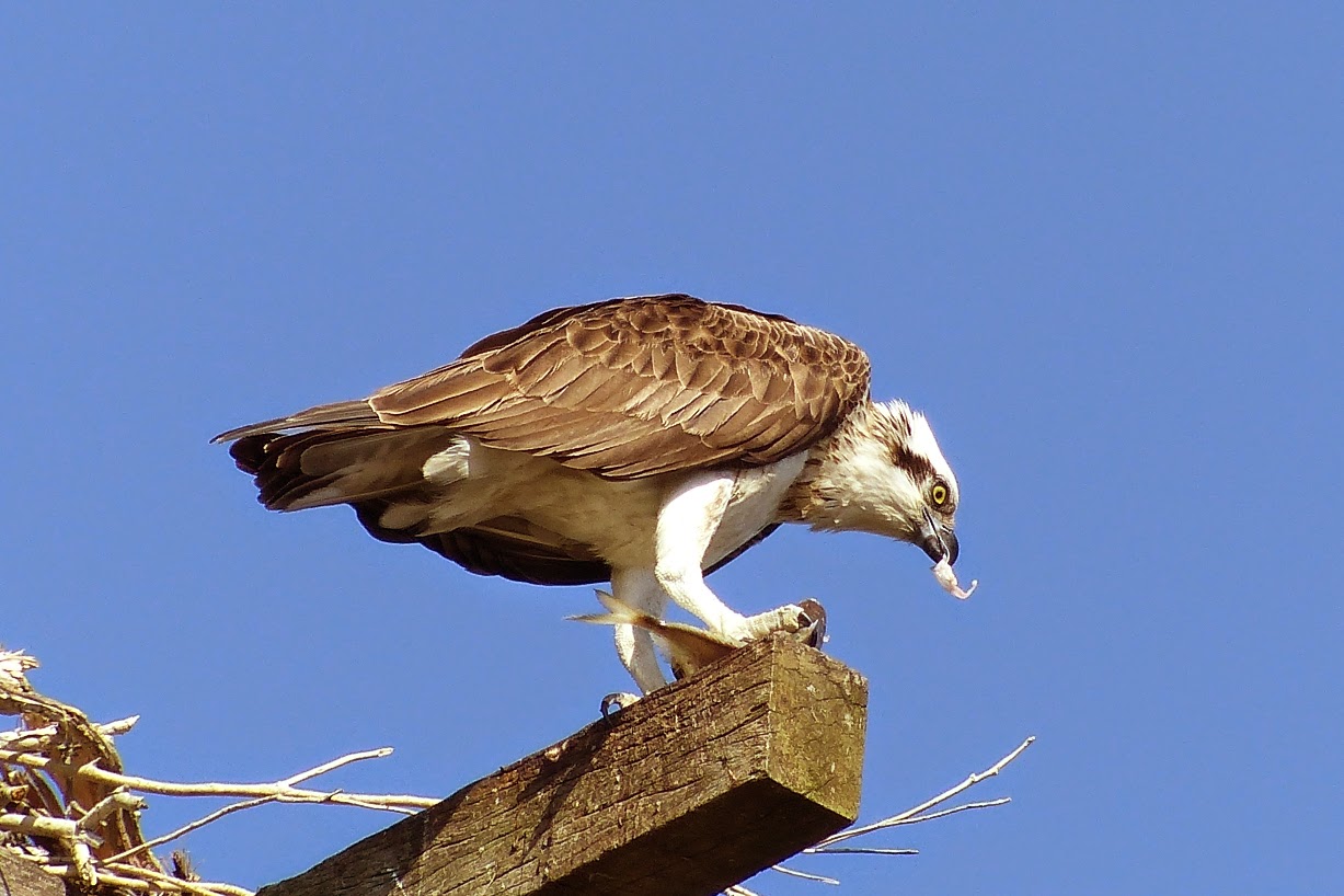 National Park Odyssey: Pelican Forest Track, Pelican Waters, Golden ...