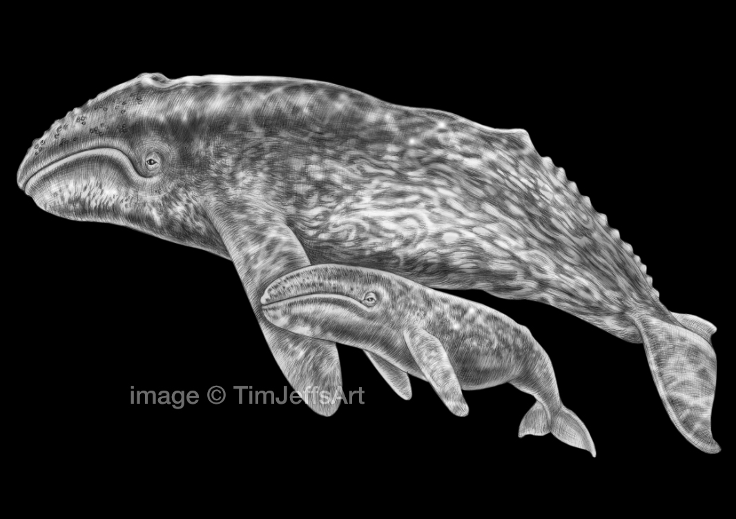 Tim Jeffs Art: Ink Drawings