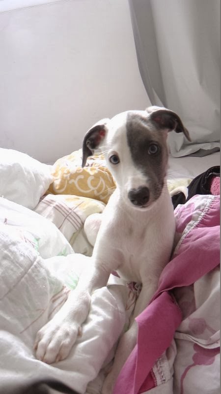 Mini Galgos: Mini Galgos à venda