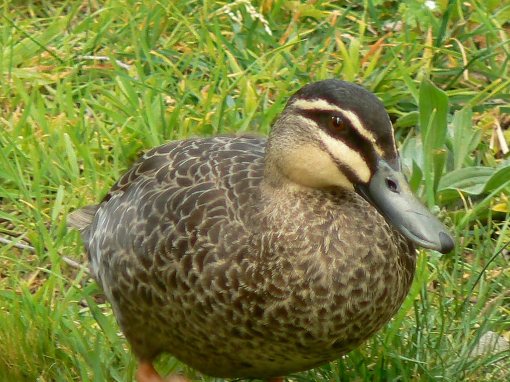 *Recetas para el Alma*: No te olvides del pato