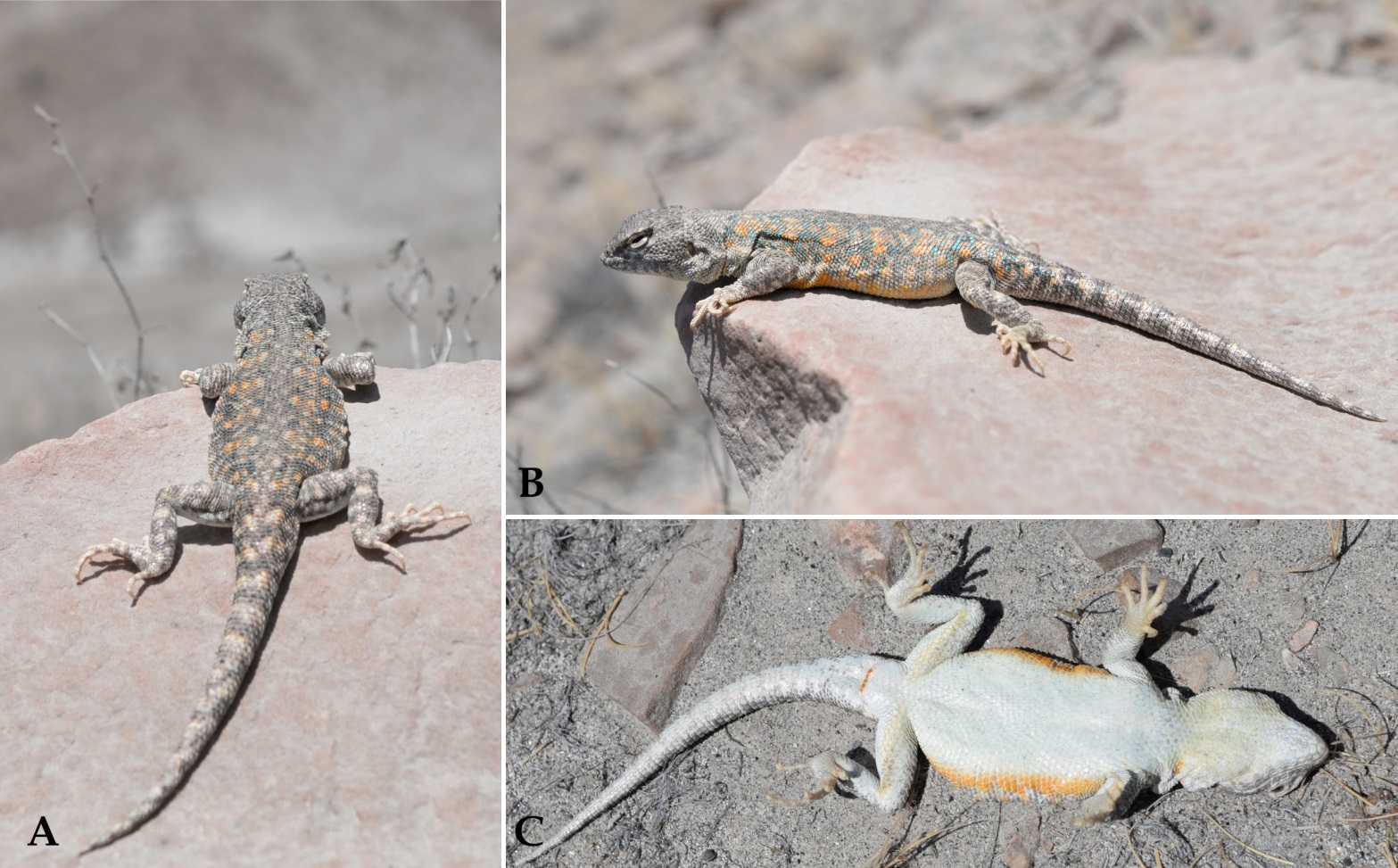 Species New to Science: [Herpetology • 2020] Liolaemus anqapuka • Some ...