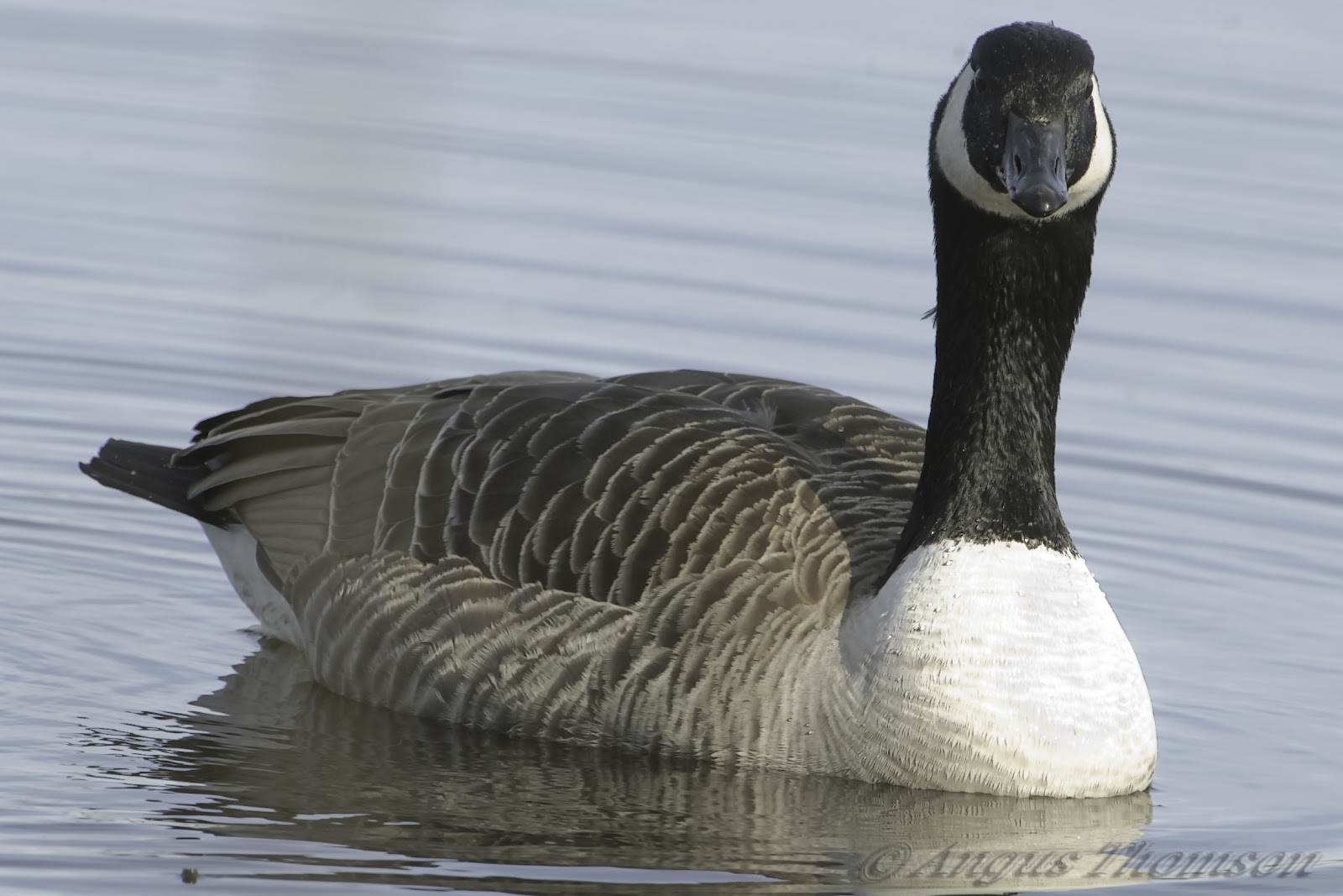Angus-Zweden: De grote Canadese gans (Branta canadensis) .....Kanadagås