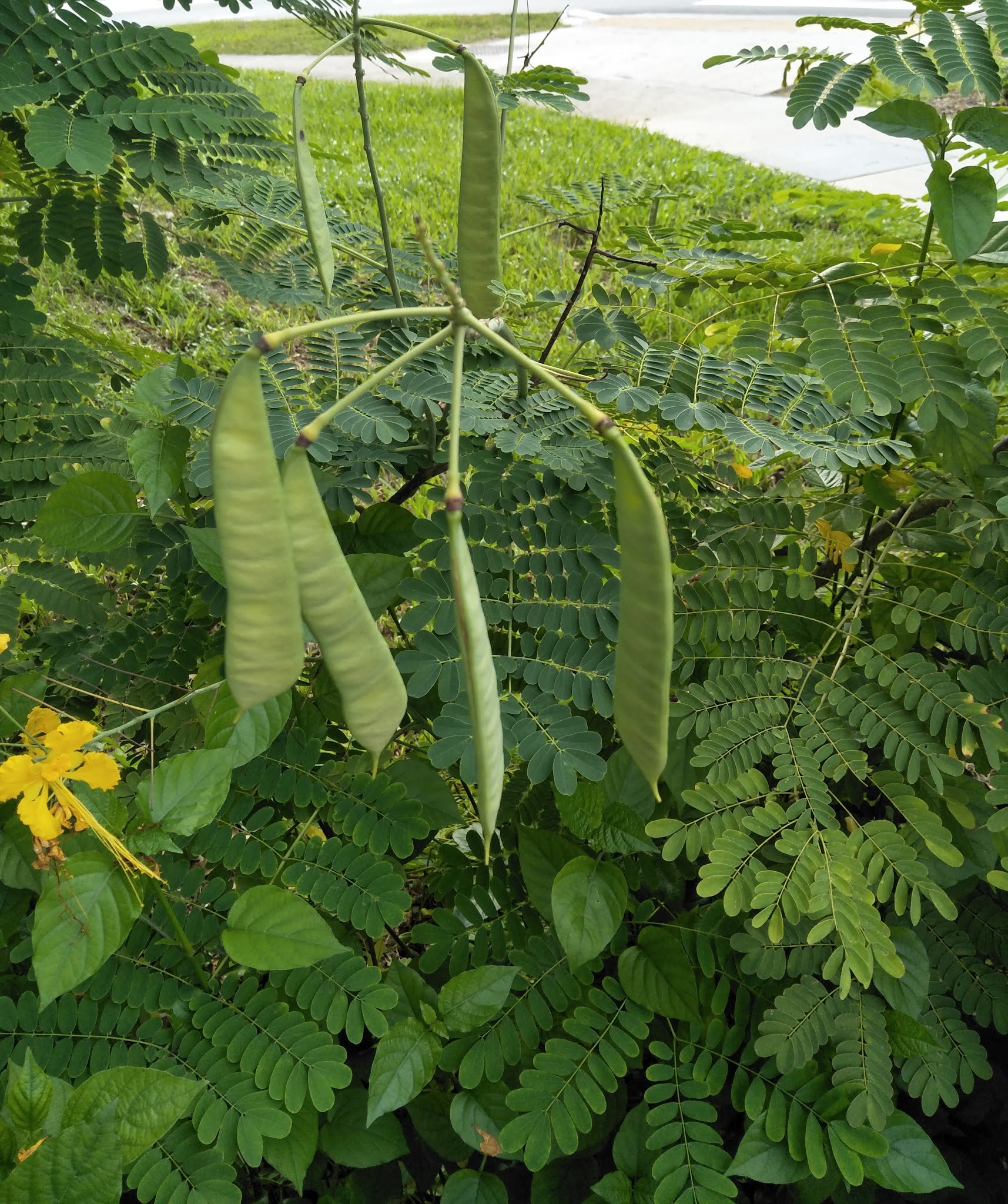 This Wonder-ful Life: Caesalpinia Pulcherrima