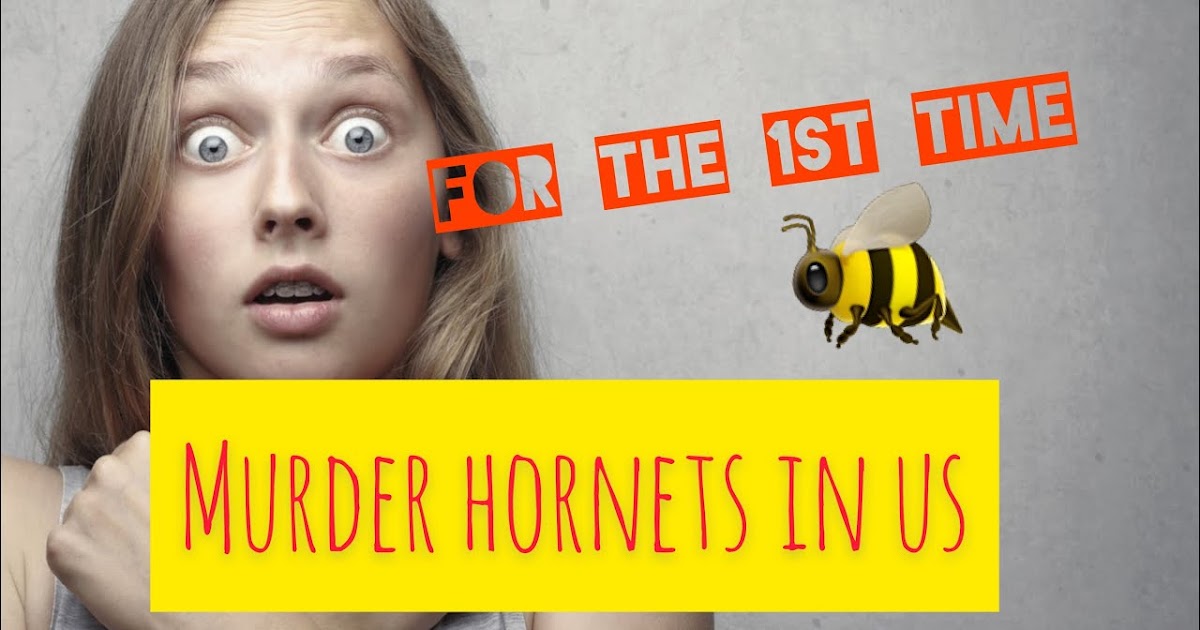 ‘Murder Hornets’ in the United States.The Rush to Stop the Asian Giant ...