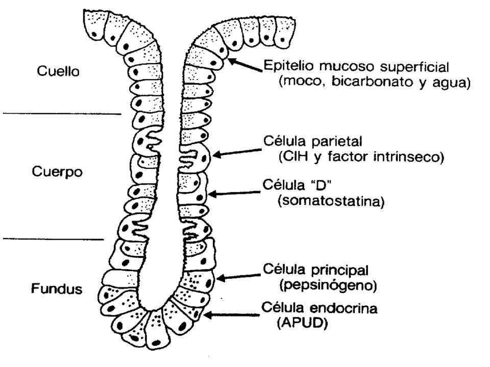 Fisiologia de Marin: Capas y células del estomago