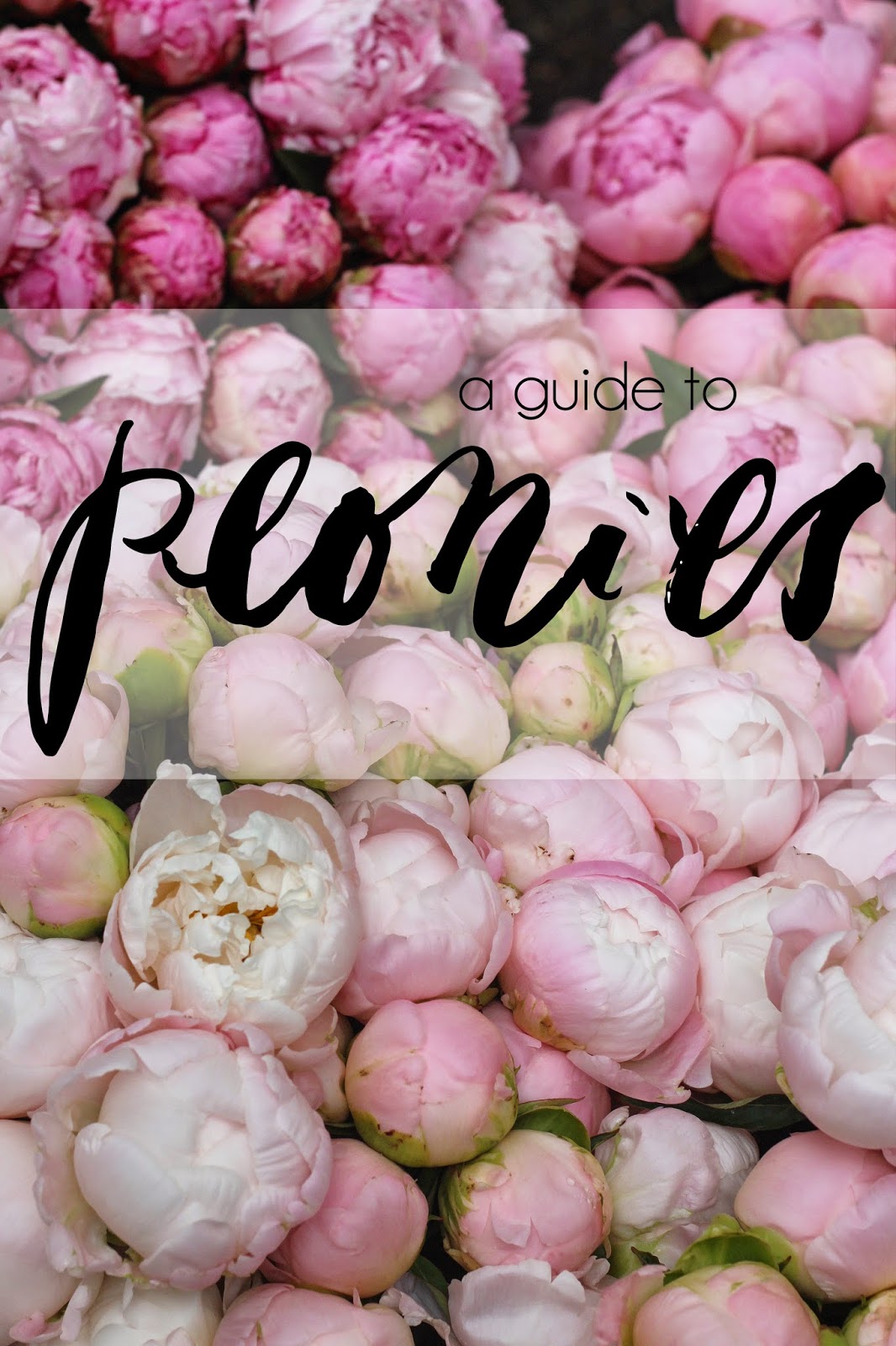 A Guide to Peonies / kelsey malie