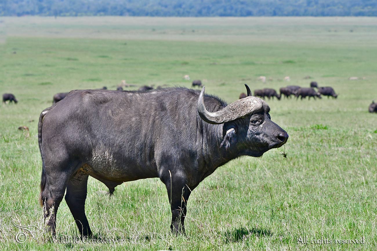 WILDLIFE GATEWAY: Buffle d'Afrique