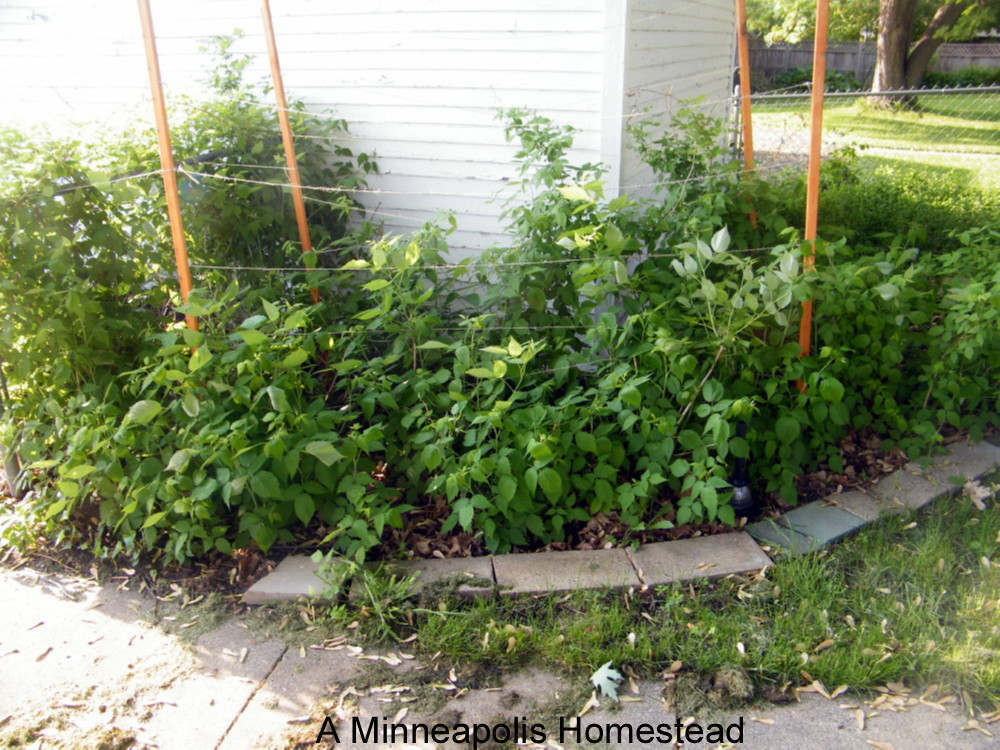 Our Garden - Minneapolis Homestead