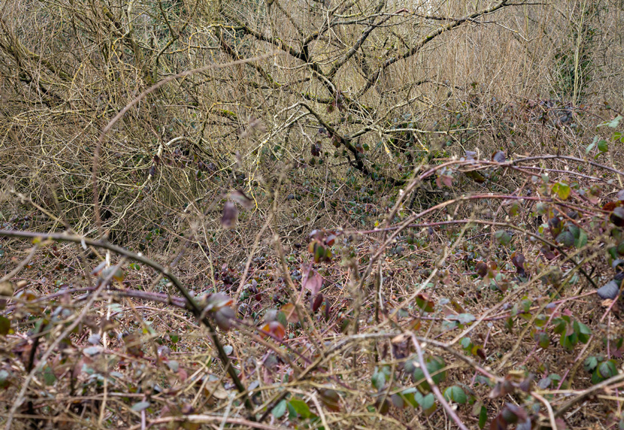 Urban Wilderness: Hampstead Heath: Nature, Art and Artifice