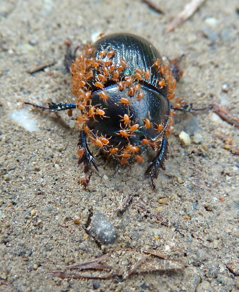 Variety of Life: Parasitus