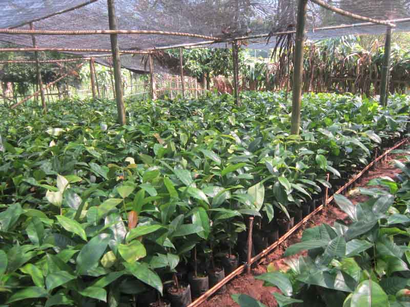 Jual Bibit Tanaman Buah Unggul Bergaransi , Jasa Review Produk, Review ... Jual Bibit Tanaman Buah Unggul Bergaransi , Jasa Review Produk, Review ...