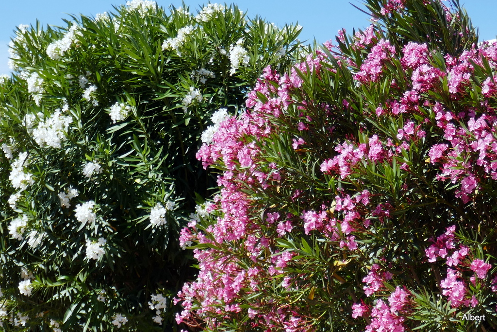 Images d'Occitanie: Haie de laurier roses