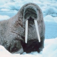 Universo Animal: La morsa (Odobenus rosmarus)