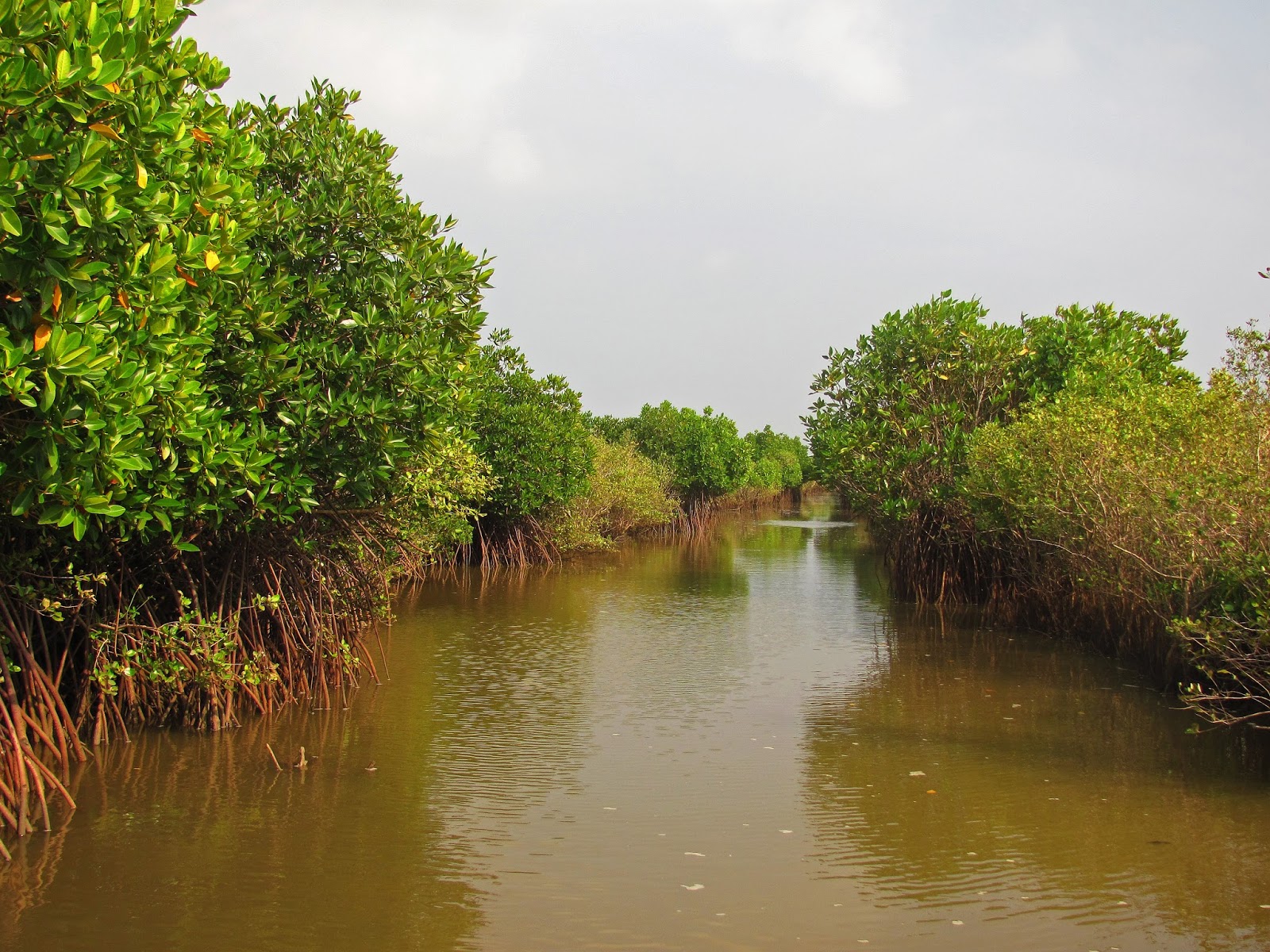 My Journeys: Pichavaram mangrove forest