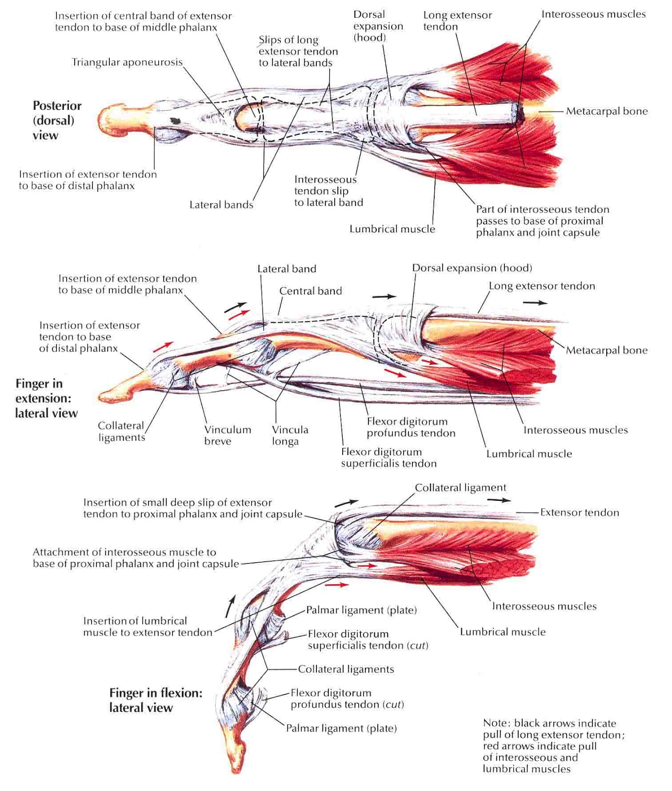 Anatomy Upper Extrimity ~ KEGAWATAN JIWA FAMILY