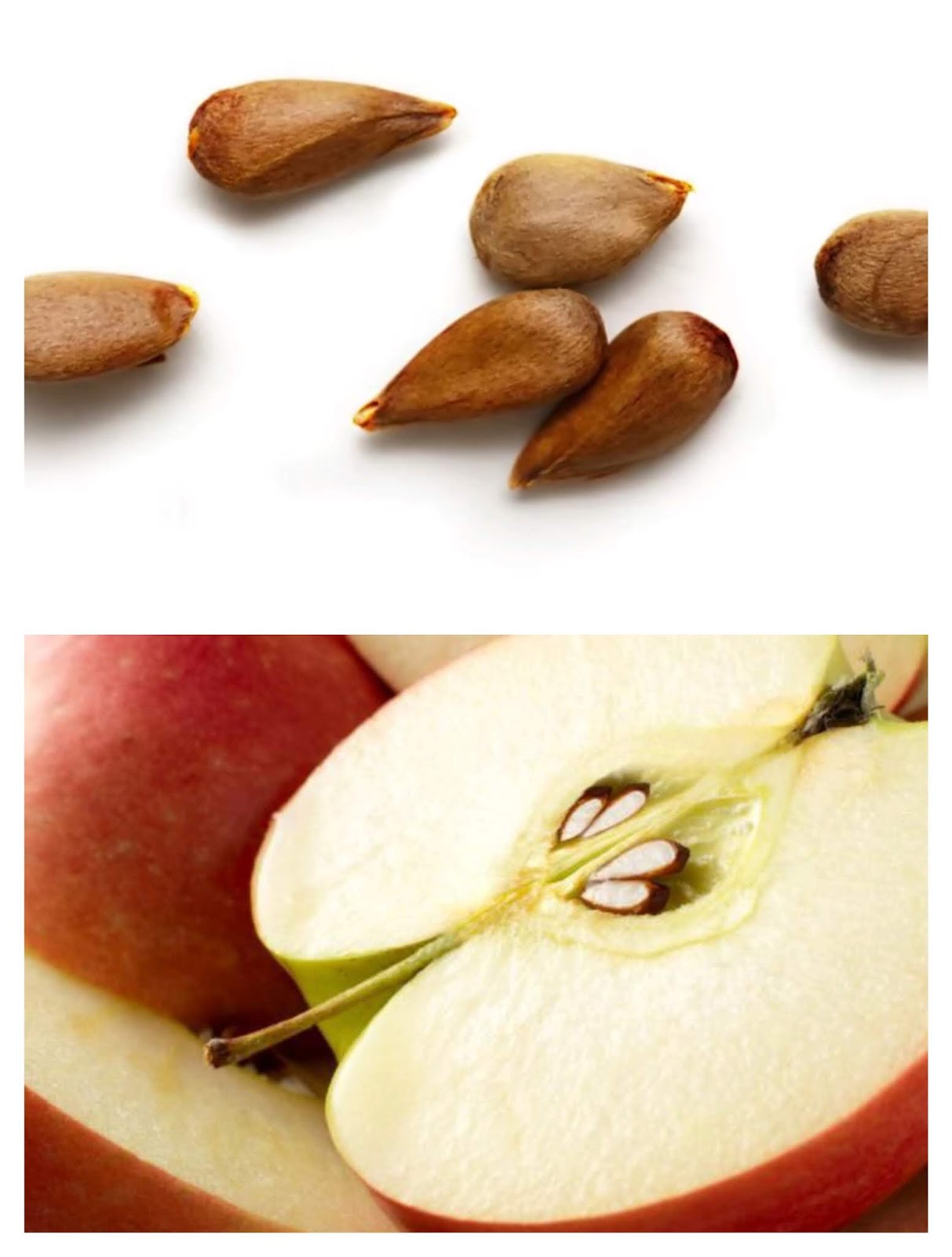 Most Dangerous Tree in The World - Ratsasan