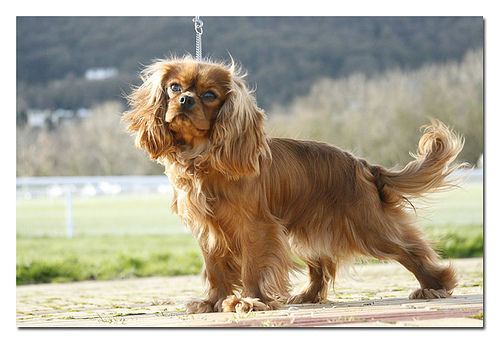 PSY: Cavalier King Charles Spaniel