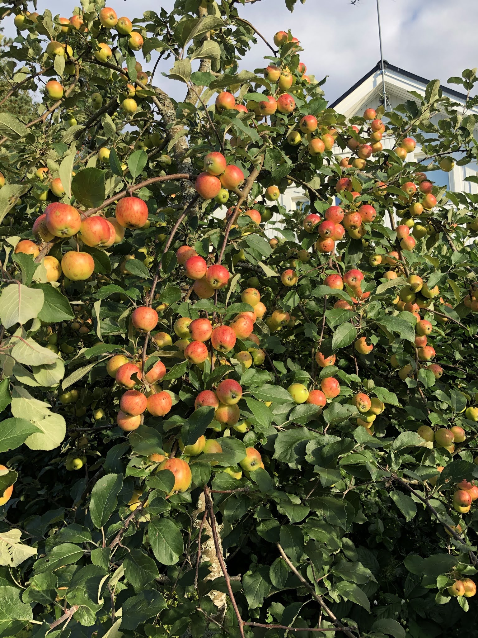 Mehua omista omenoista - Satupuutarha