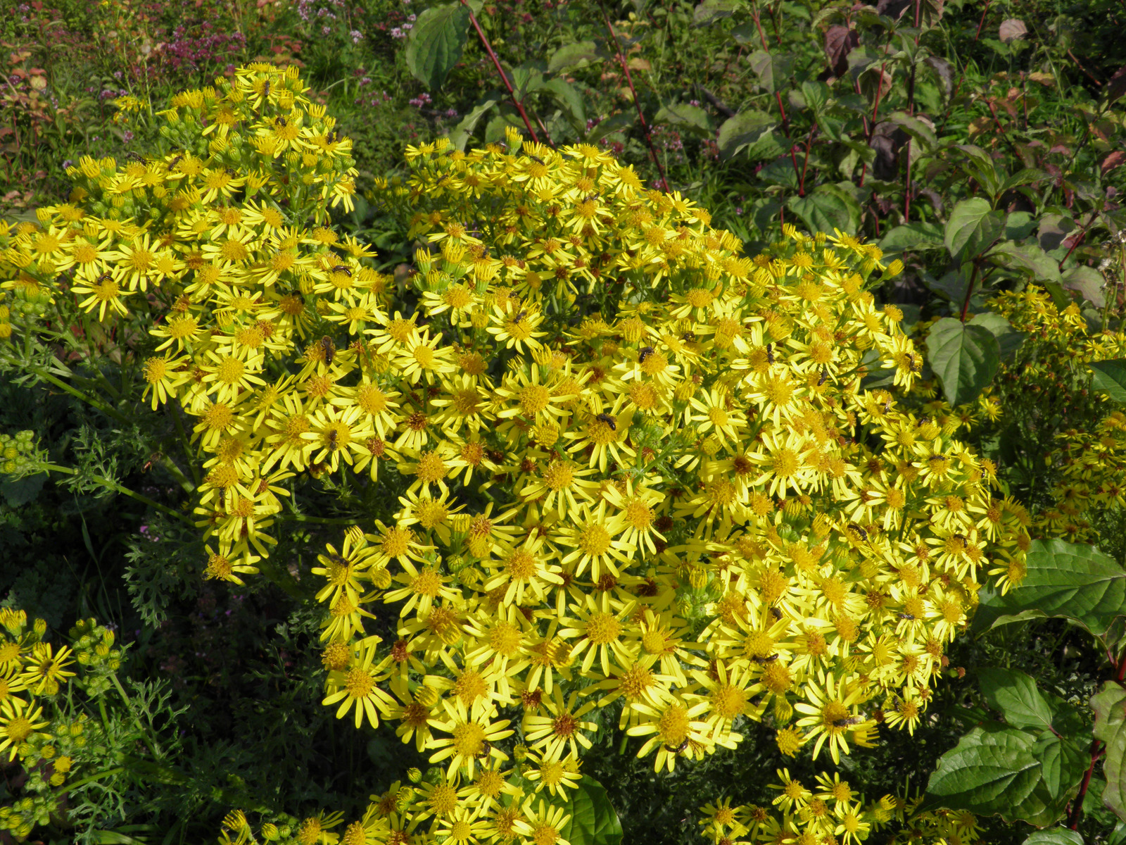 Enjoying life: Ragwort: what a fantastic plant for bees