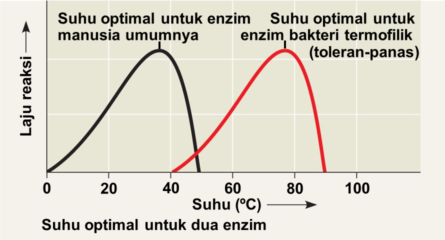 CARA KERJA ENZIM