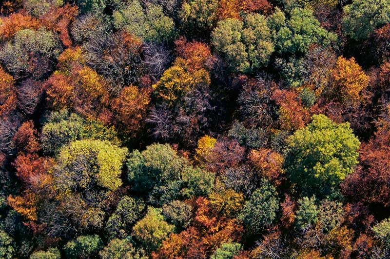 bensozia: Europeans Try to Recover their Forests