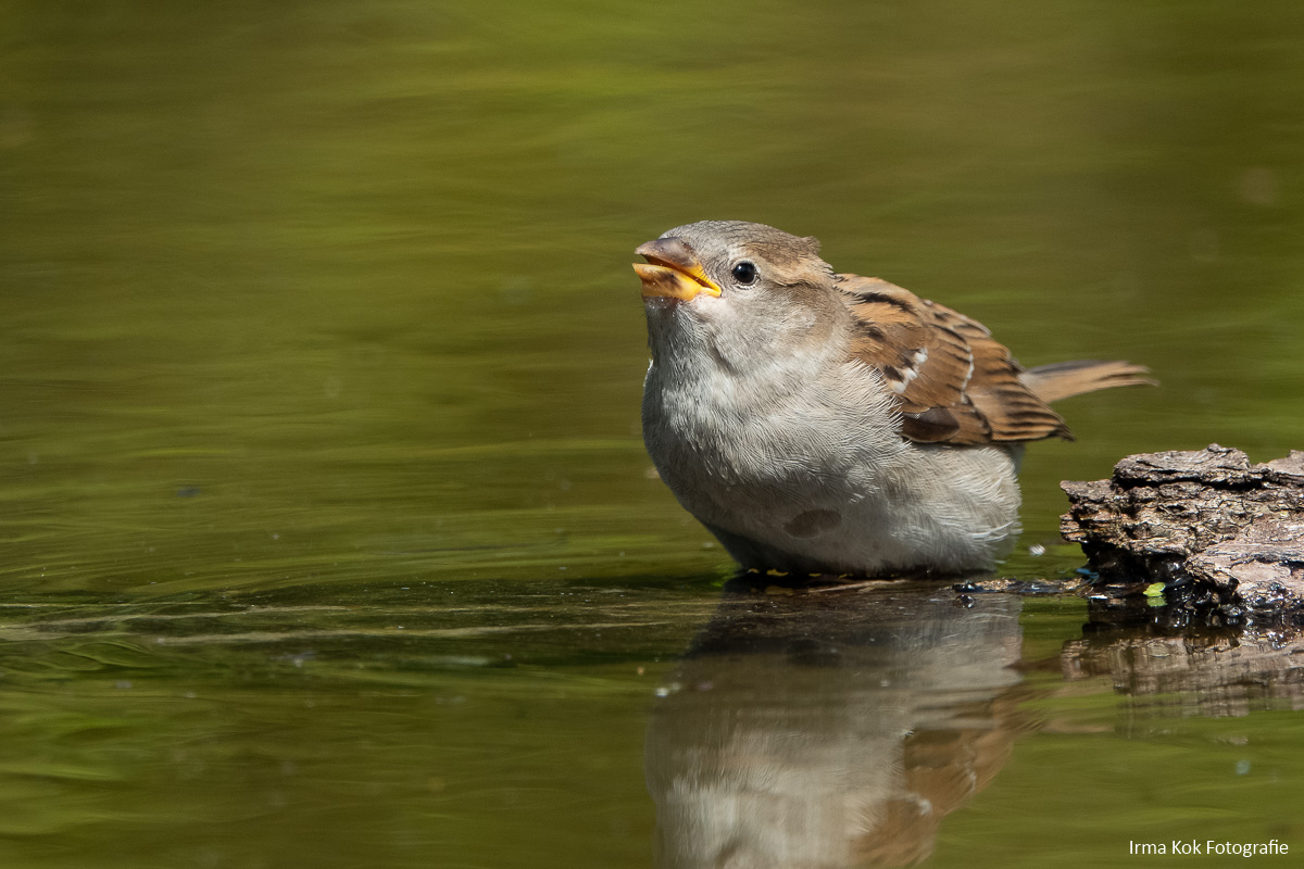 Irma's Natuurbeleving : Mus, Passer domesticus