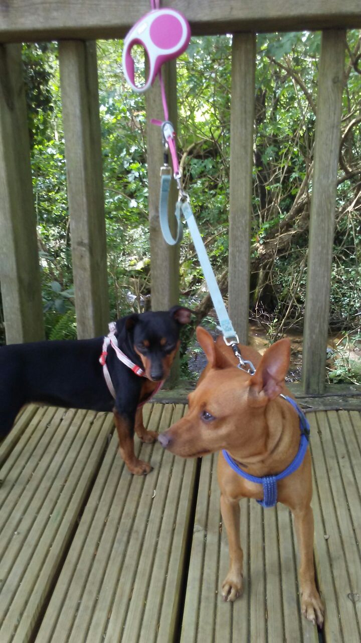 "DAISY", "MINNIE" Y "OSI" (MIS PERRITAS PINCHER MINI Y EL GATITO DE MI ...