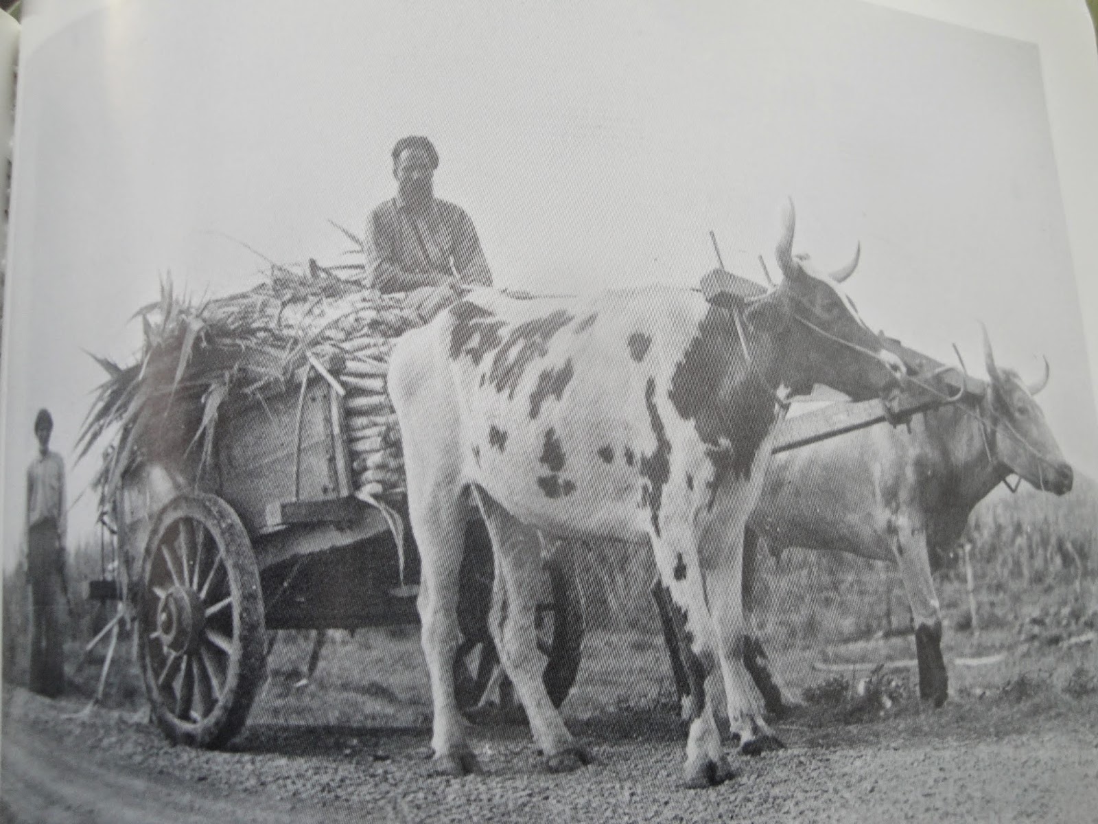 Fiji Pundit: GIRMIT - AN INTEGRAL PART OF INDO - FIJIAN HISTORY