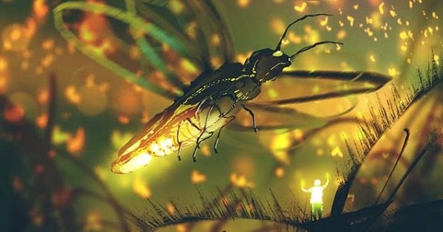 Semanario Espresso: Cocuyos y luciérnagas Por: Valeria Zarate