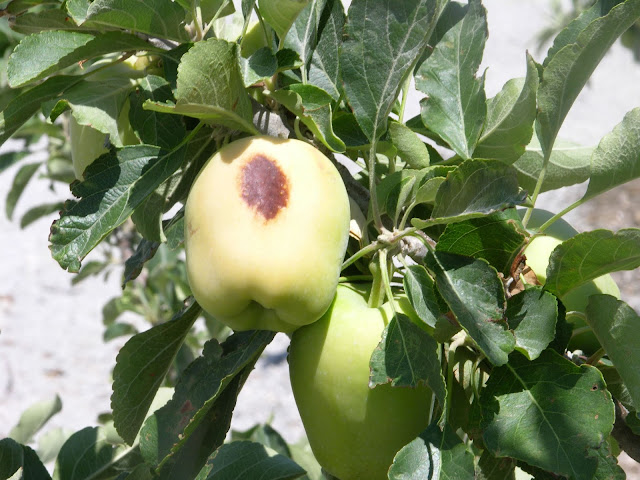 Xtremehorticulture of the Desert: Sunburn A Huge Problem in the Desert