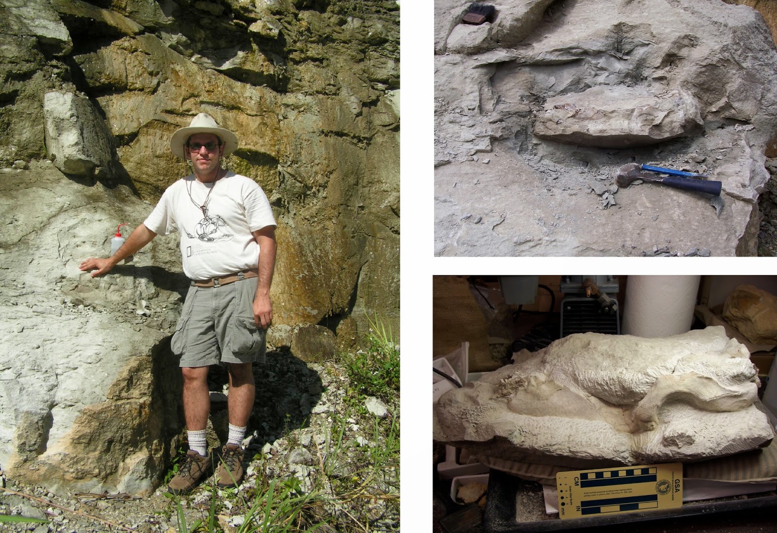 Caribbean Paleobiology: Its the 11th installment of Fossil Sirenia of ...