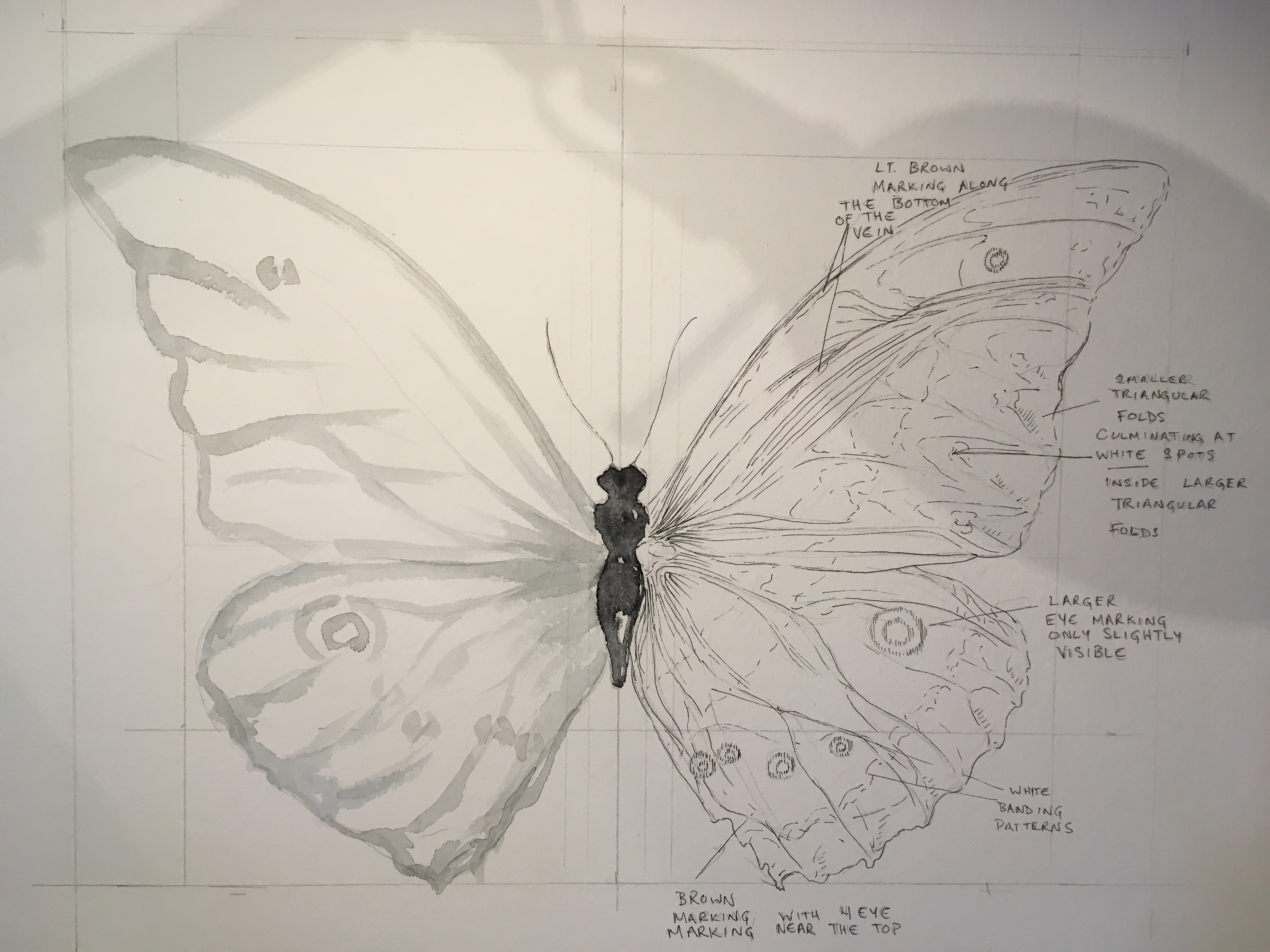 Butterfly Scientific Drawing