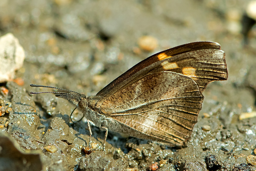 Libythea myrrha | BugsAlive