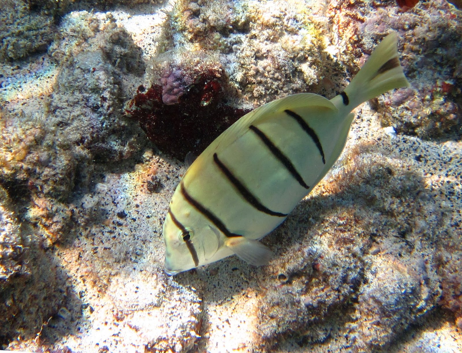 Kona Snorkeling, Fish Watching and Other Adventures: Linnaeus and the ...