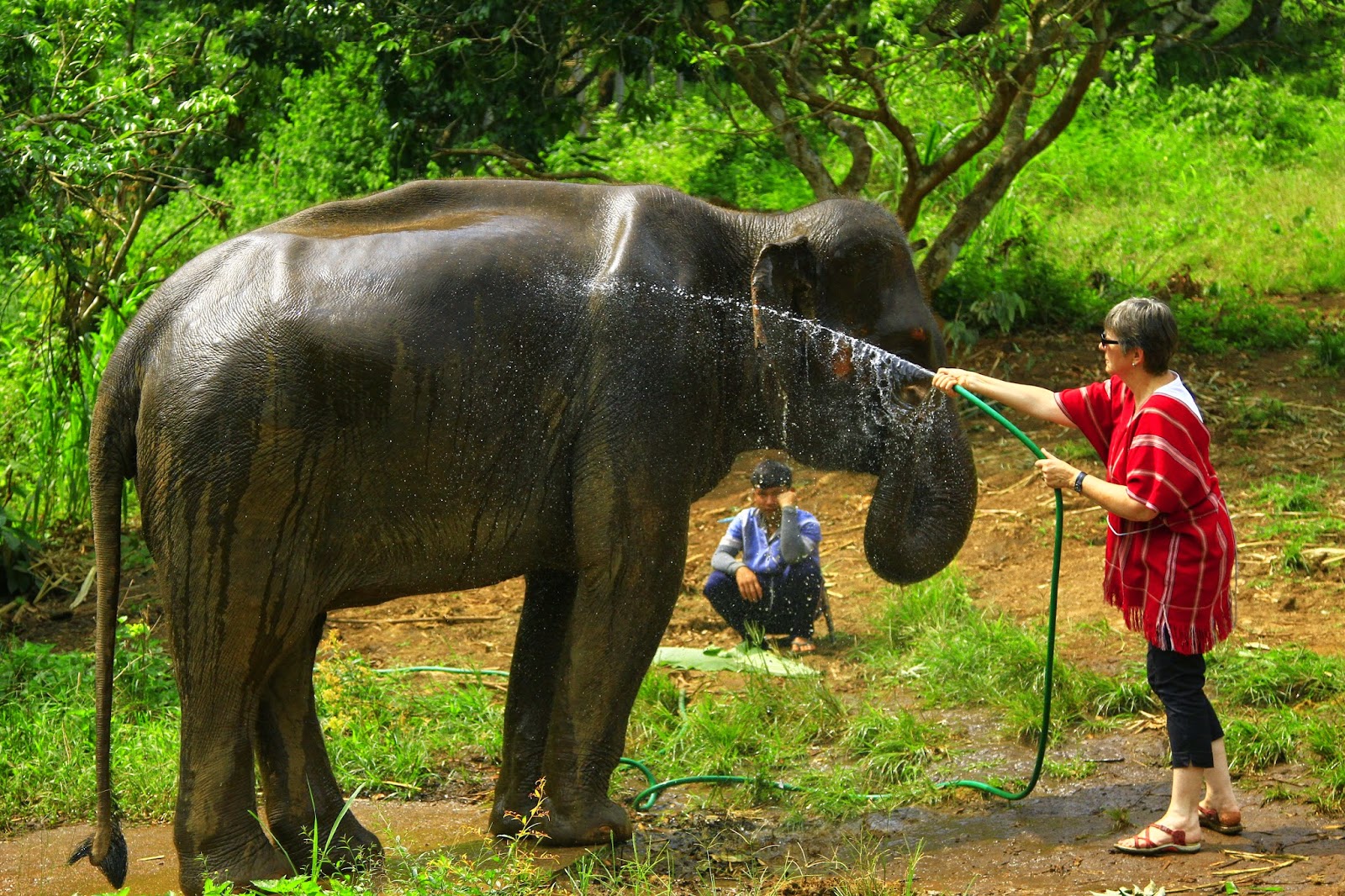 Chiangmai : INCURSION EN PACHYDERMIE...