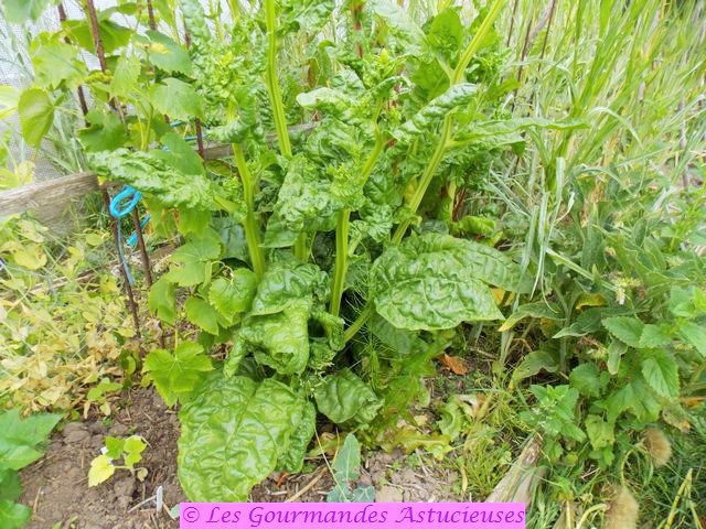Muffins aux blettes sucrés et Vegan