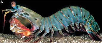 CRUSTACEA ~ MATERI DAN SOAL IPA UNTUK SMA