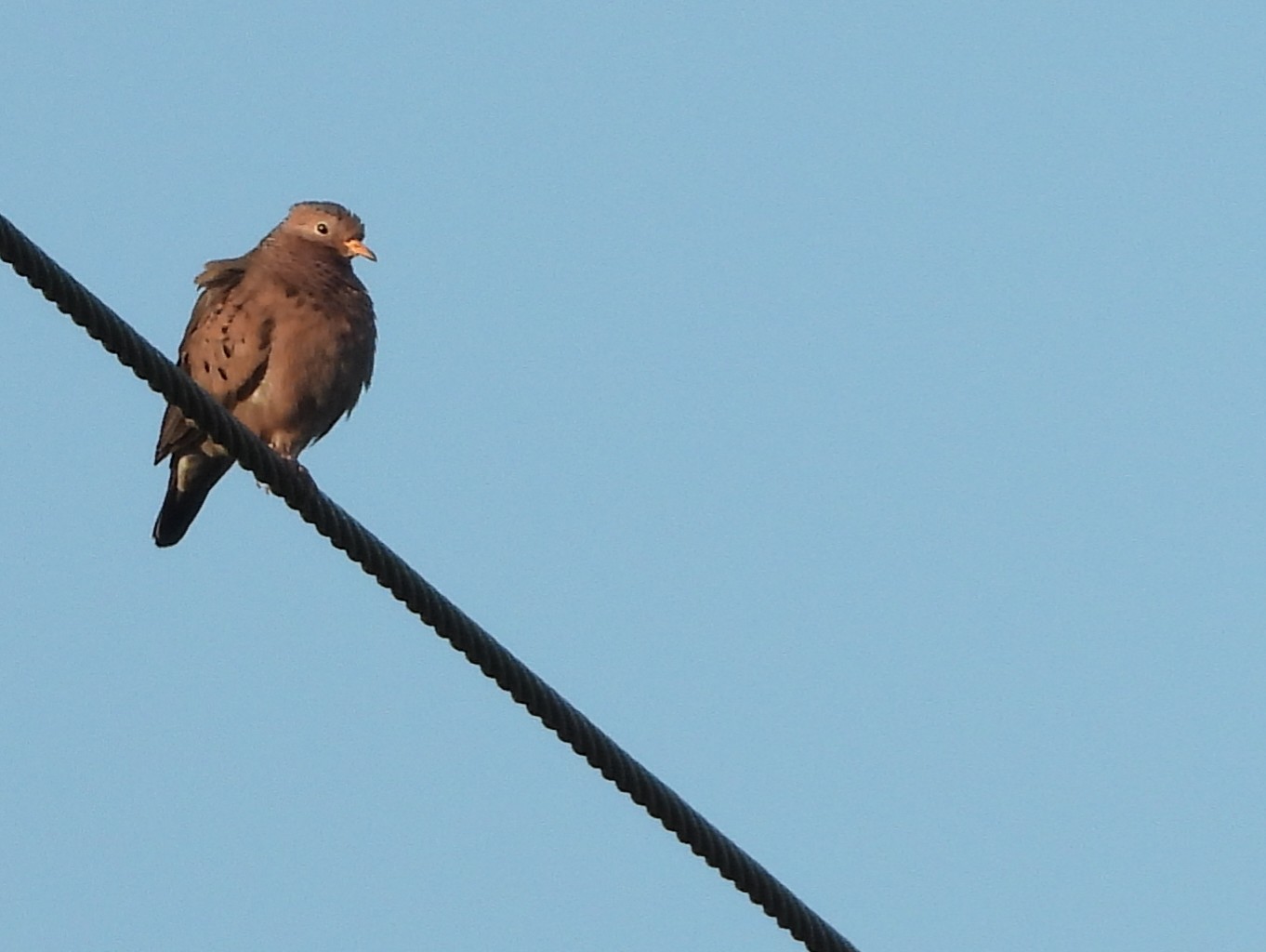 Bird & Travel Photos, Birding Sites, Bird Information: COMMON GROUND ...