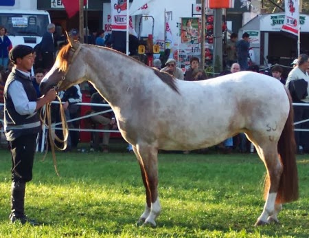 Los Caballos: Pelajes: Bayo