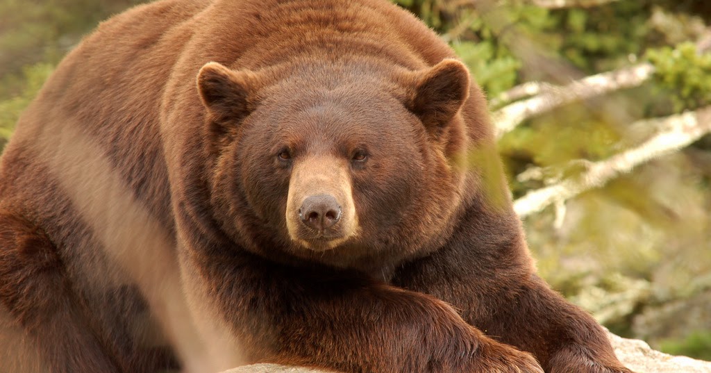 #PrescottAZHistory: Gigantic Cinnamon Bears Used to Roam These Parts