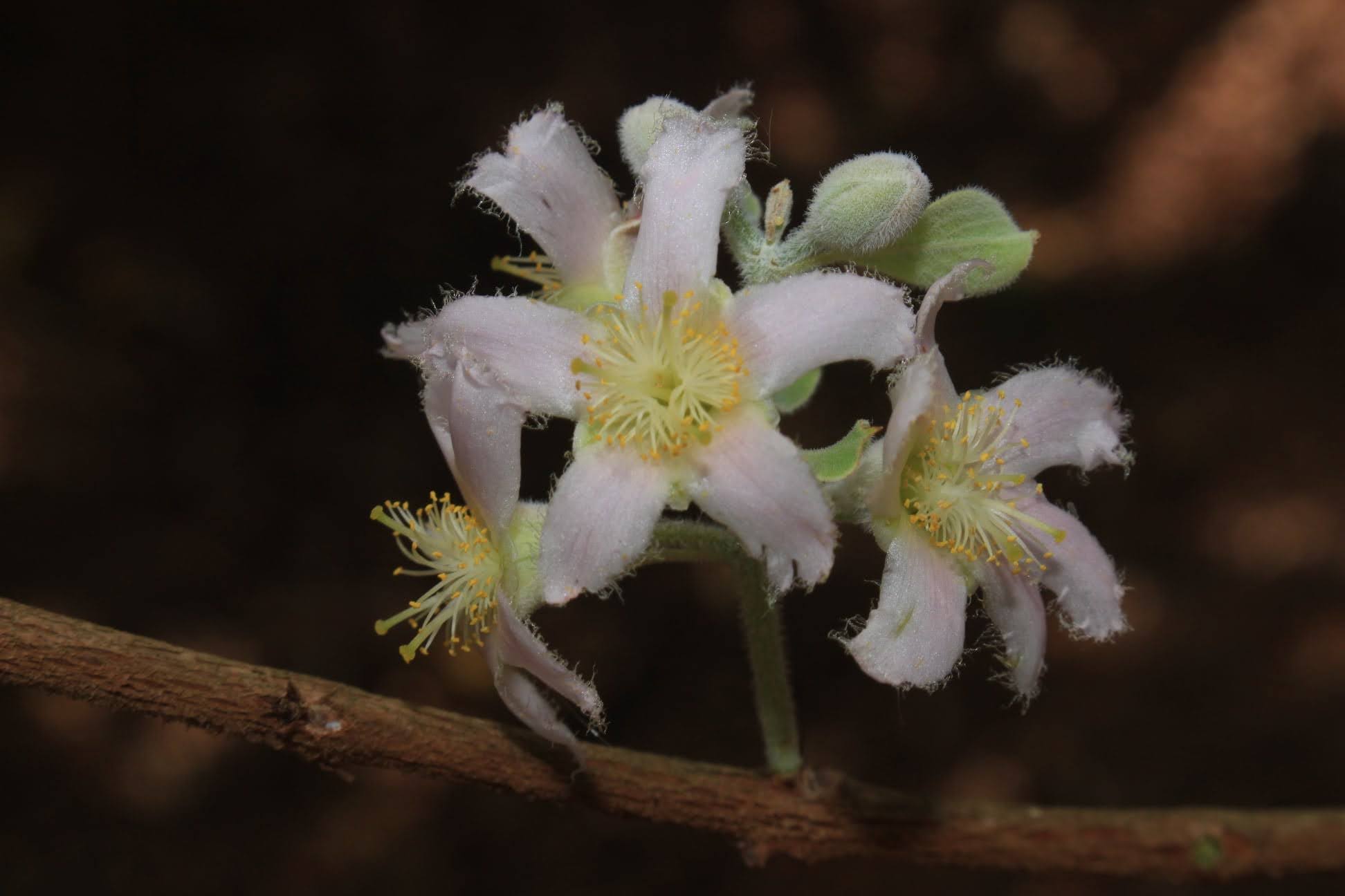 Cratoxylum formosum subsp. pruniflorum (Kurz) Gogelein