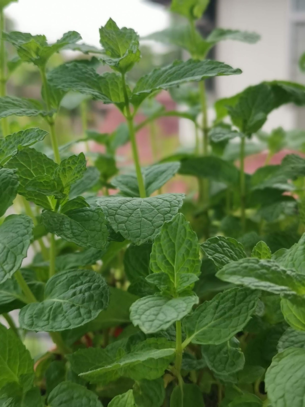 Plant #1: Mint Trees