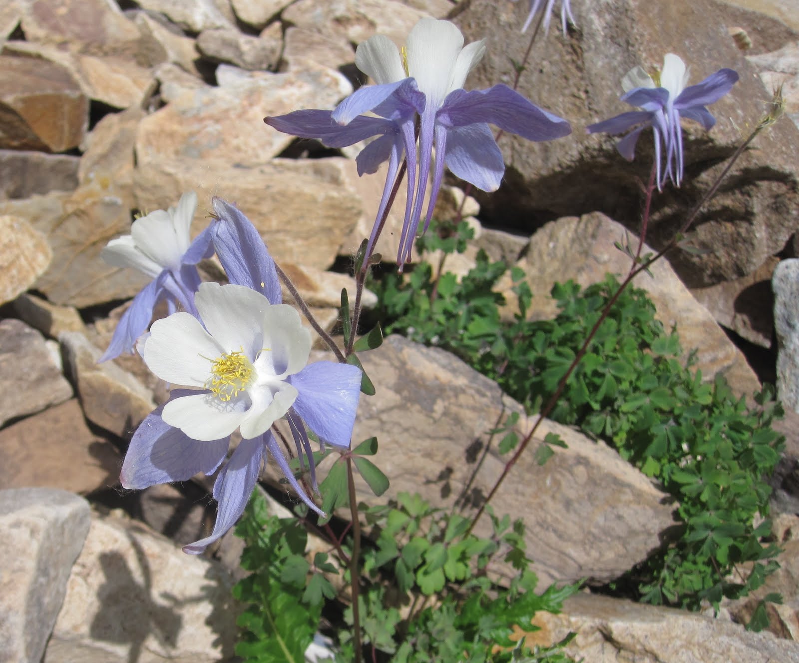 Cannundrums: Colorado Blue Columbine