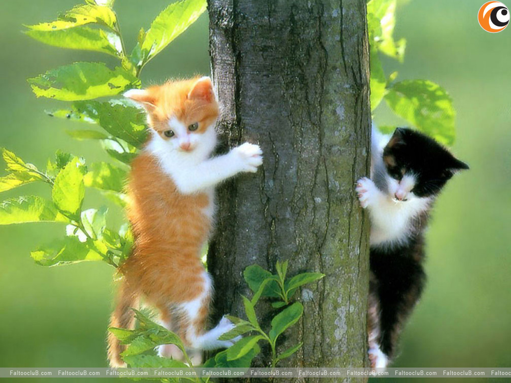 Lovely Pet Wallpaper, Lovely Pets Pictures & Animal Wallpapers: Lovely ...