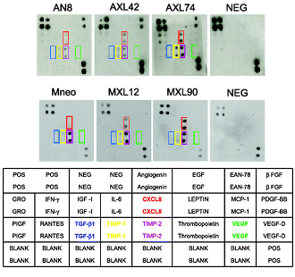 Neuromics: Proud Distributor of RayBiotech's Antibody Arrays and ELISAs