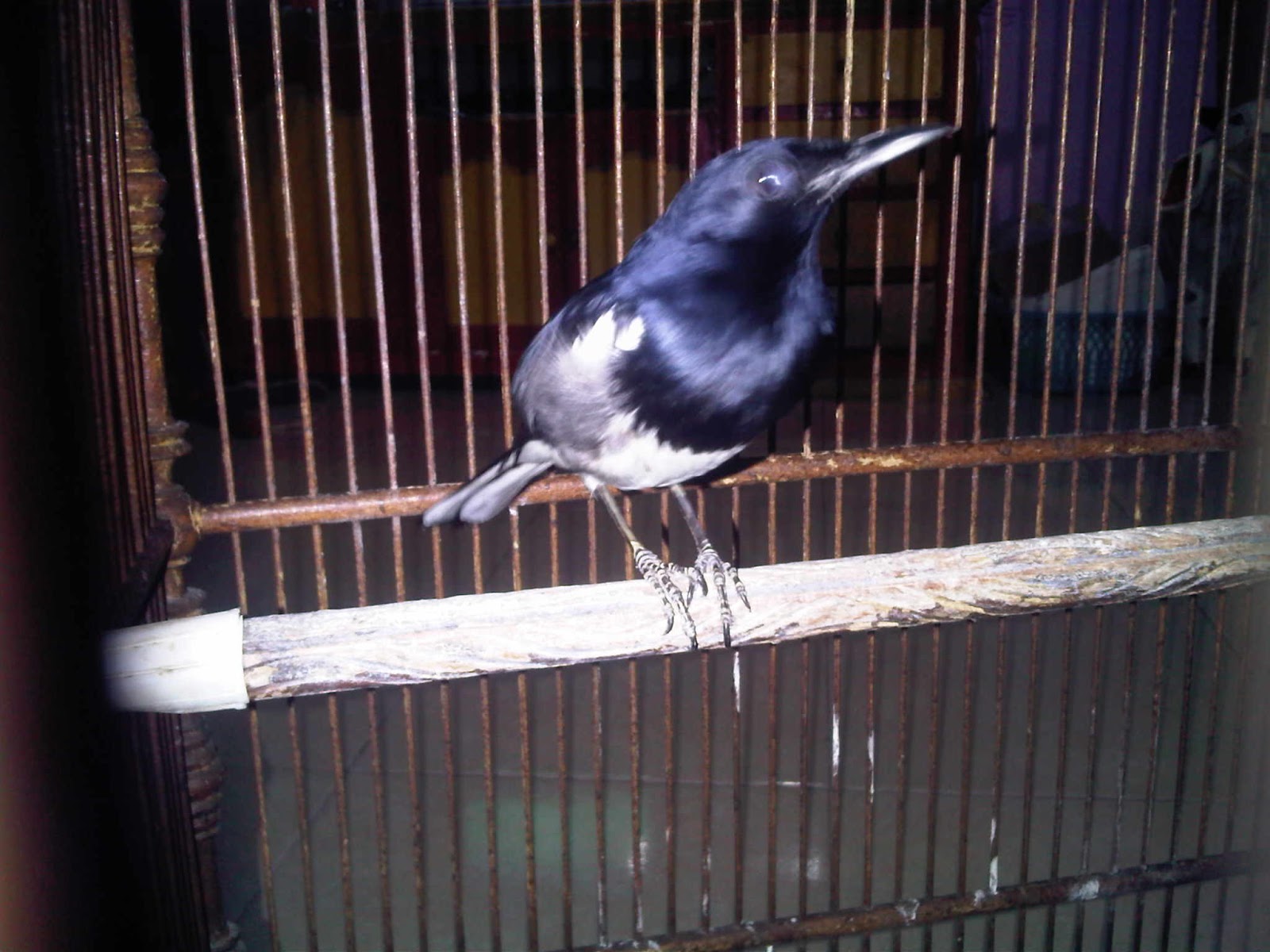 Cara mengenal kacer poci secara umum | Dunia Burung