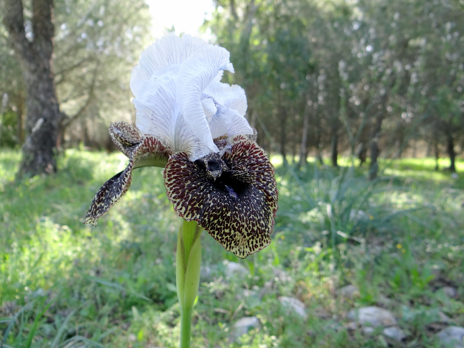 PazzaPazza: WILD IRIS - IRIS NAZARETH