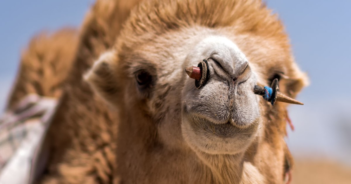 The Folk Tale behind the Poem The Camel's Hump