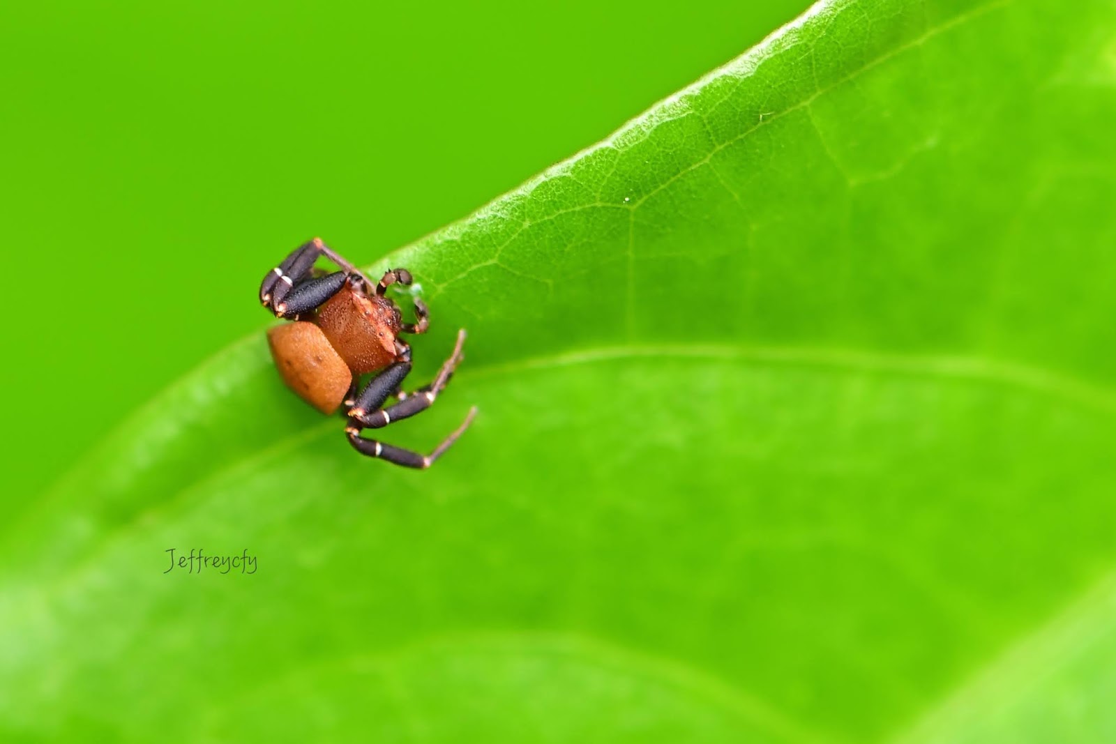 我的生態攝影集: 角紅蟹蛛, 三角蟹蛛, Crab Spider, Thomisus labefactus,